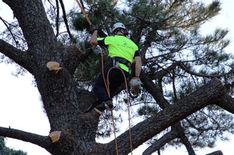 Sydney Tree Lopping Pruning Trimming Services Action Arbor