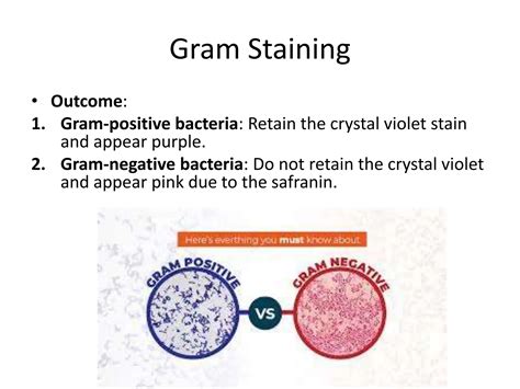 Identification Of Bacteria Using Staining Techniques PPTX