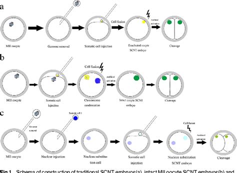 Figure 1 From Rna Seq Profiling Of Intact And Enucleated Oocyte Scnt Embryos Reveals The Role Of