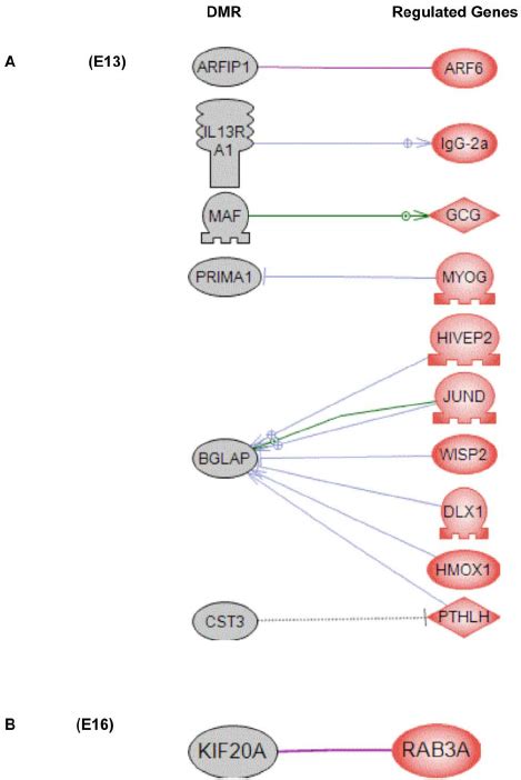 known relationships between genes having dmr in their promoter regions