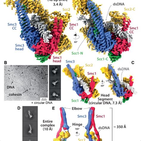 Cryo Em Of Cohesin Clamping Dna In The E S E K State A Cryo Em Map Download Scientific