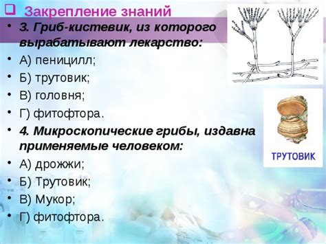 Презентация к уроку биологии в 5 классе "Плесневые грибы и дрожжи"