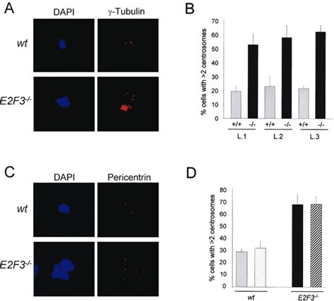 Inactivation Of E2f3 Results In Centrosome Amplification Cancer Cell