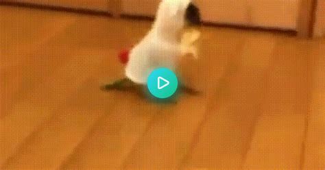 Bunny  On Imgur