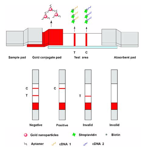 Test Strip Lateral Flow At Wade Turner Blog