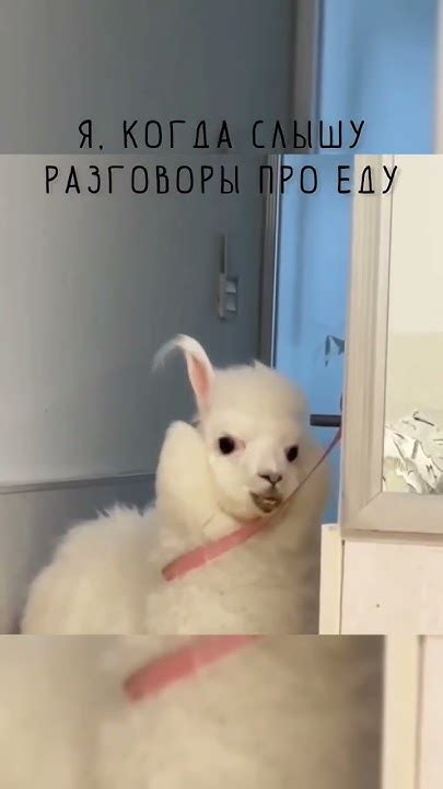 Всегда хочется поделиться знаниями😀 юмор Shorts нутрициолог рекомендации правильноепитание