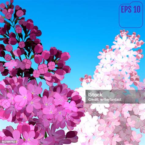 푸른 하늘 배경에 달콤한 라일락입니다 벡터 라일락 꽃 푸른 하늘 여름 라일락 꽃 두 지점입니다 여름 시간 개념 0명에 대한 스톡 벡터 아트 및 기타 이미지 Istock