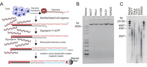 Analyzing Telomeric Protein Dna Interactions Using Single Molecule Magnetic Tweezers