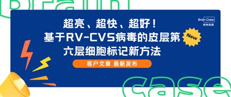 小布解读｜超亮、超快、超好！基于rv Cvs病毒的皮层第六层细胞标记新方法 知乎