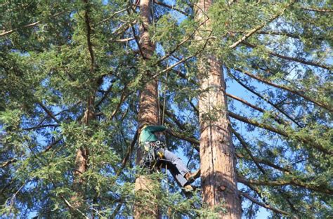 How Can Tree Care Services Help With Tree Preservation