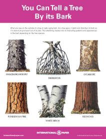 Images About Tree Identification On Pinterest Trees And Shrubs Sales Representative And