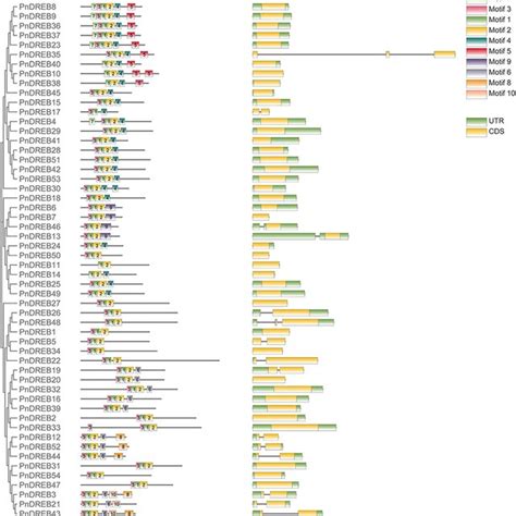 phylogenetic tree arrangement of conserved motifs gene structure of