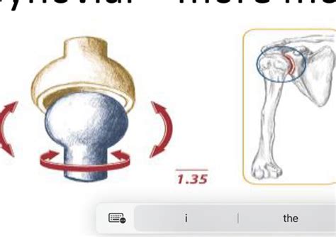 Upper Extremity Bones And Muscles Labeling Flashcards Quizlet