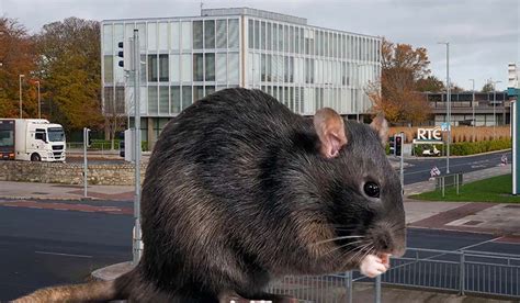 There Was Pandemonium Rte Rat Causes Newsroom Spat