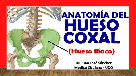 🥇 Hueso Coxal Hueso IlÍaco Anatomía Fácil Y Sencillo Youtube
