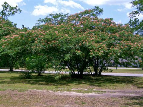 Ask The Gardener Should I Plant A Mimosa Tree Humble TX Patch