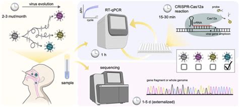 Rapid And Accurate Detection Of The Sars Cov 2 Omicron Variant With A
