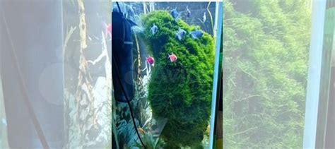 Аквариумное растение купить в Москве Животные и зоотовары Авито