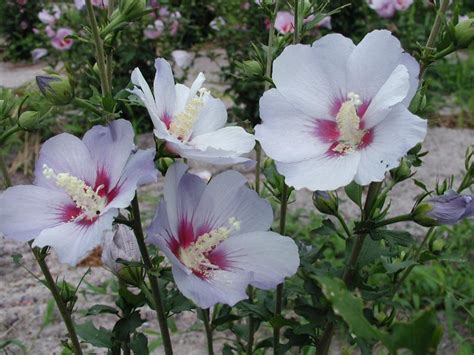 [플가] 무궁화 파랑새 Hibiscus Syriacus Oiseau Bleu Blue Bird