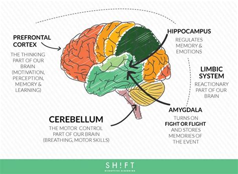 List The Three Parts Of The Brain Involved In Memory Processing At