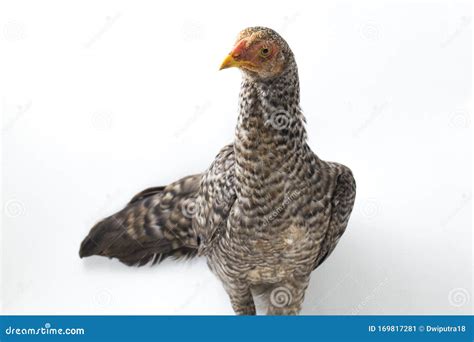 The Hen Ayam Kampong Or Ayam Kampung Is The Chicken Breed Reported From Indonesia The Name