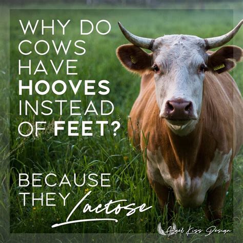 Cow Memes Funny 20 Fantastically Funny Cow Memes To Put You In A