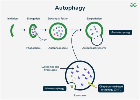 Autophagy Geeksforgeeks
