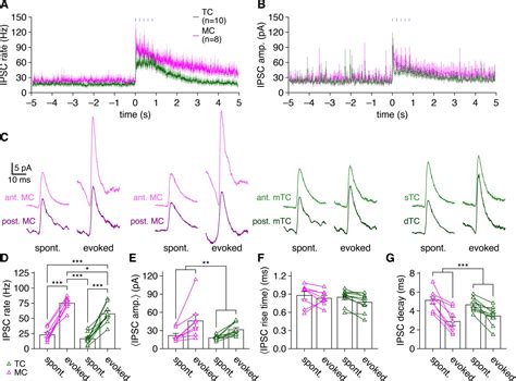 Figures And Data In Cell And Circuit Origins Of Fast Network