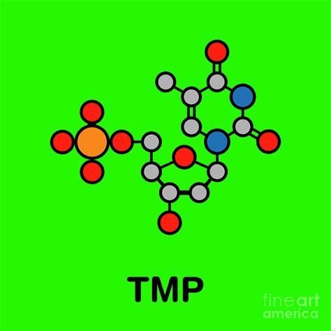 Thymidine Monophosphate Nucleotide Molecule By Molekuul Science Photo