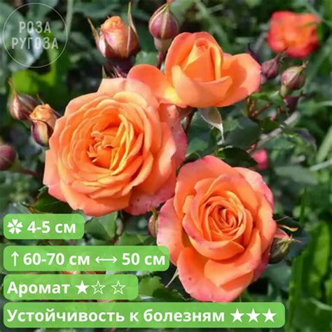Питомник Роза Ругоза - Роза спрей Бейб (Babe) | Interplant B.V ...