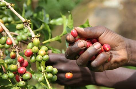 (Hello Africa) Uganda coffee legacy, from culture to commercialization ...