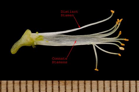 Astragalus Gilviflorus