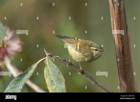 Buff Barred Warbler Phylloscopus Pulcher Lava Kalimpong District