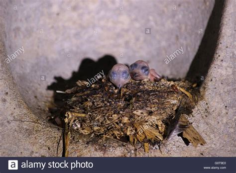 Swiftlet Bird Nest Stock Photos Swiftlet Bird Nest Stock Images Alamy