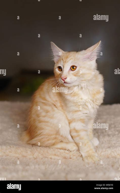 Lovely Thoroughbred Redhead Kitten Breed Kurilian Bobtail