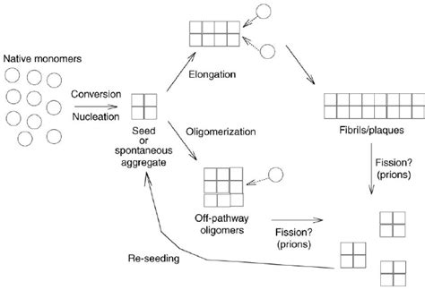 Schematic Illustration Of Amyloid Conversion And Aggregation Native