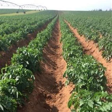 Split Nitrogen Fertilizer Application Living Lab New Brunswick