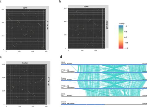 Genome Wide Synteniccollinear Blocks And A Chromosomal Inversion