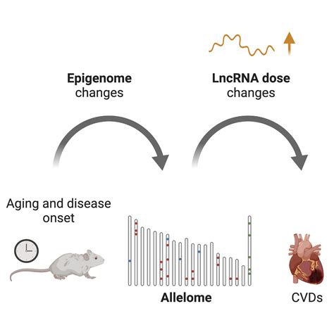 RESEARCH Andergassen Lab