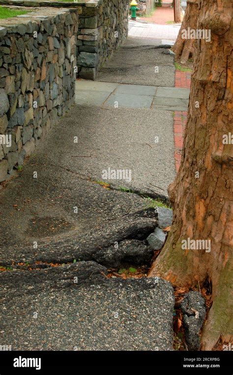 An Overgrown Tree Root System Breaks Up An Asphalt Sidewalk Creating A Potential Tripping