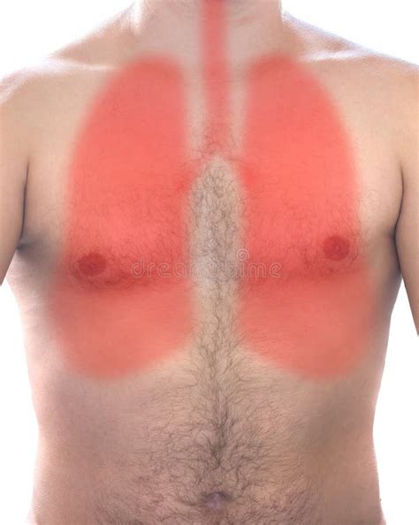 Upper Body Of A Man With Indicated Lung Stock Image Image Of Male Physique
