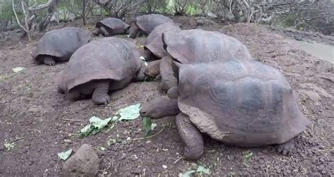 Shell Shape Helps Tortoises Get Up Discover Magazine