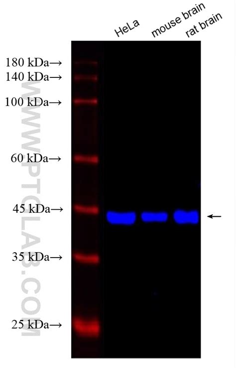 Beta Actin Antibody Cl750 81115 Proteintech