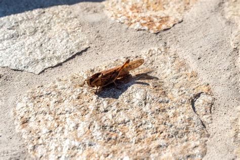 Premium Photo Grasshopper Resting At Stone Masonry