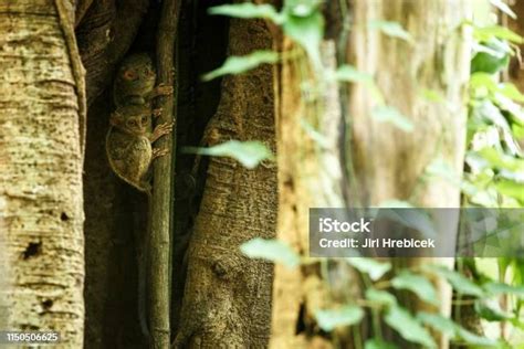 Keluarga Tarsius Spektral Spektrum Tarsius Potret Mamalia Nokturnal Endemik Langka Primata Kecil