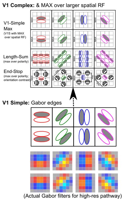 4 simple and complex cell types within v1 the complex cells integrate