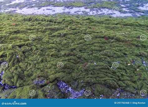 Eutrophication Of The Black Sea Rotting Macrophyte Algae Near The Shore Pollution Of Beaches