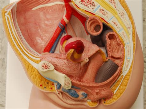 Reproductive Model Diagram Quizlet