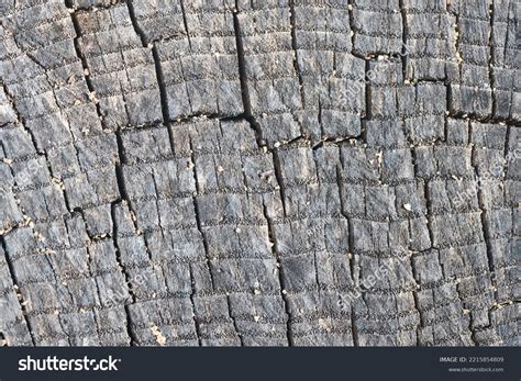 Cross Section Ash Tree Gray Elm Stock Photo Shutterstock