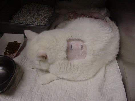 Transdermal Fentanyl Patch In Cats Felis Vetlexicon